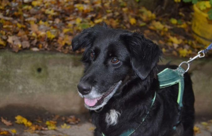 Hundevermittlung Milla-5 - Animal Happyend