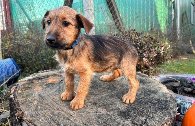 Hundevermittlung Zena-2 - Animal Happyend