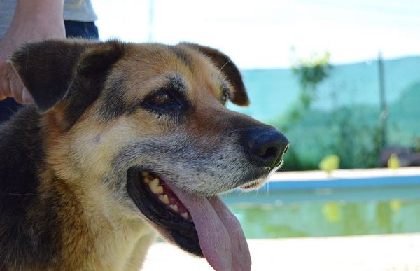 Hundevermittlung Bani - Animal Happyend