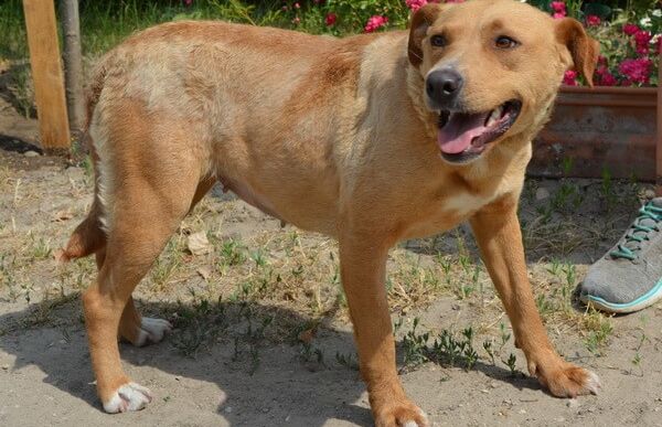 Hundevermittlung Ebby-2 - Animal Happyend