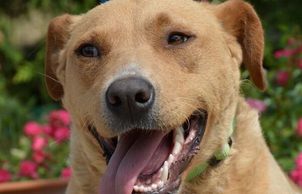 Hundevermittlung Ebby-2 - Animal Happyend