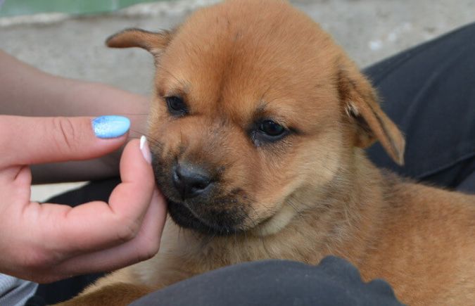 Hundevermittlung Mondo neu Murphy - Animal Happyend