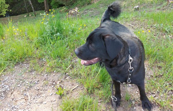 Hundevermittlung Radar-2 neu Mailo - Animal Happyend