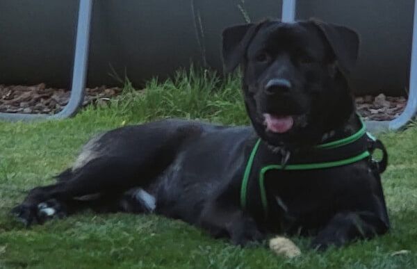 Hundevermittlung Radar-2 neu Mailo - Animal Happyend