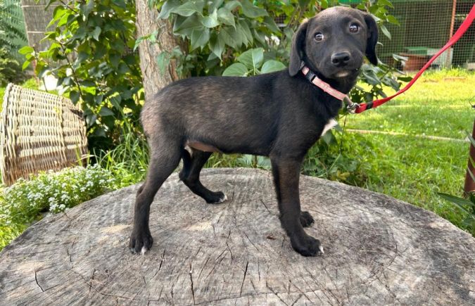 Hundevermittlung Shaba-2 neu Lola - Animal Happyend
