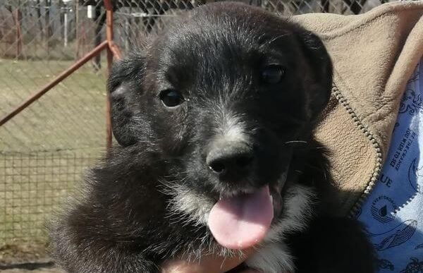 Hundevermittlung Asma - Animal Happyend