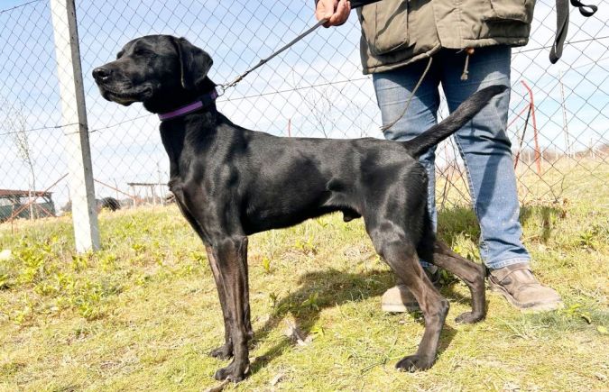 Hundevermittlung Csuzli - Animal Happyend