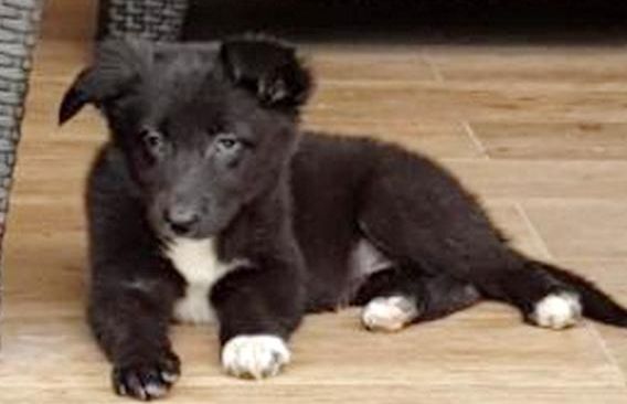 Hundevermittlung Orla - Animal Happyend