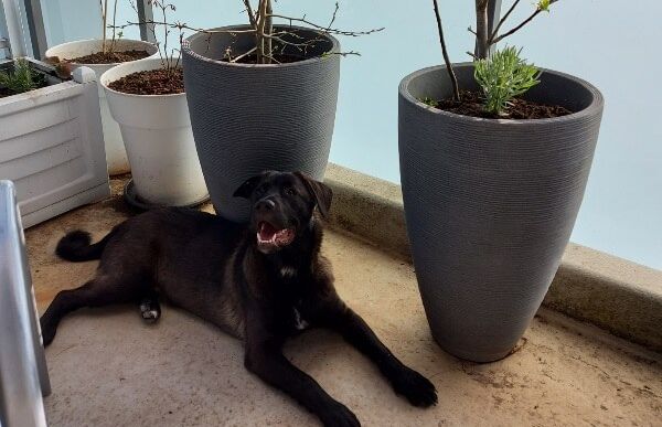 Hundevermittlung Radar-2 neu Mailo - Animal Happyend
