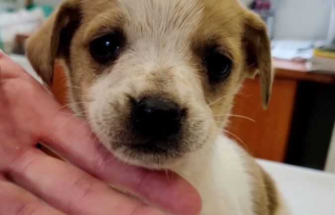 Hundevermittlung Aristor - Animal Happyend