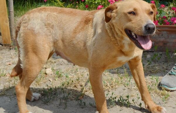 Hundevermittlung Ebby-2 - Animal Happyend