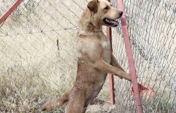 Hundevermittlung Ebby-2 - Animal Happyend