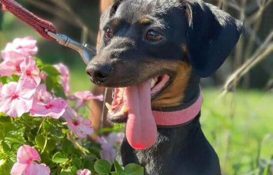 Hundevermittlung Luana-2 - Animal Happyend