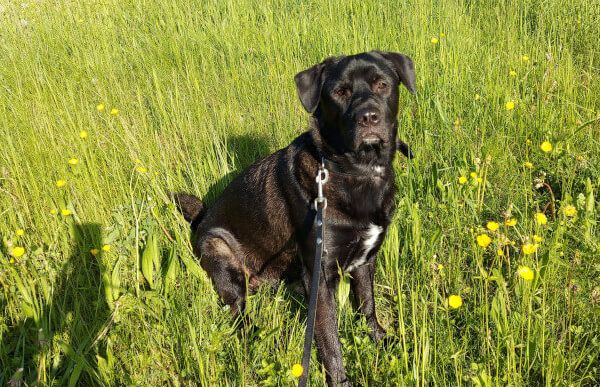 Hundevermittlung Radar-2 neu Mailo - Animal Happyend