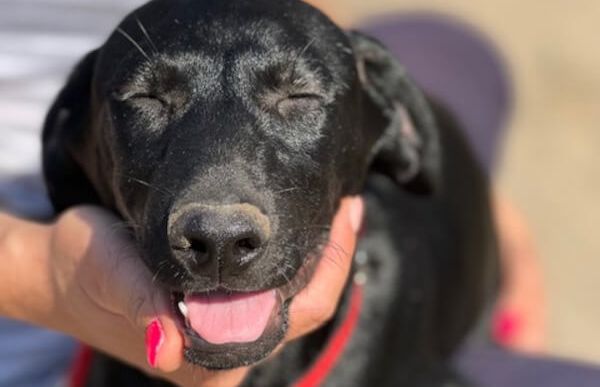Hundevermittlung Toti-2 - Animal Happyend
