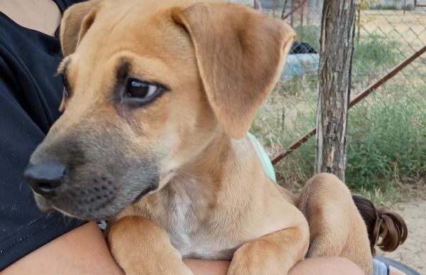 Hundevermittlung Gabo neu Cooper - Animal Happyend