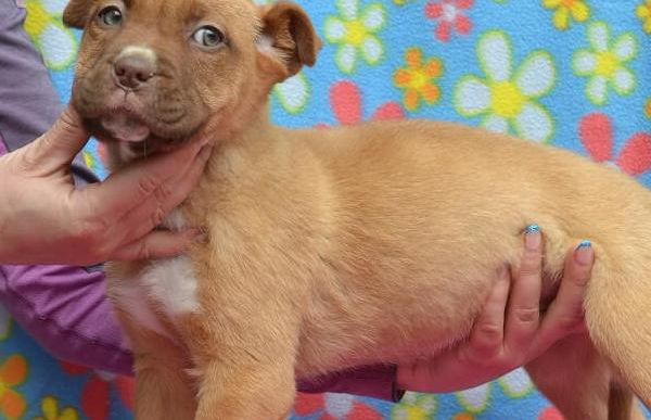 Hundevermittlung Milla-3 - Animal Happyend