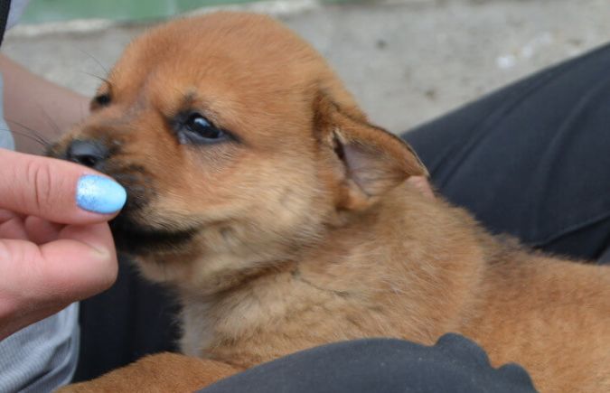 Hundevermittlung Mondo neu Murphy - Animal Happyend