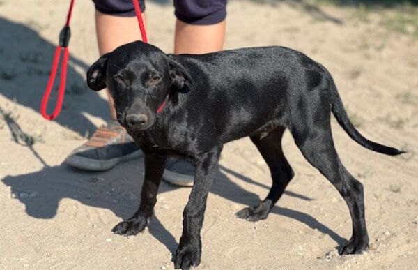 Hundevermittlung Toti-2 - Animal Happyend