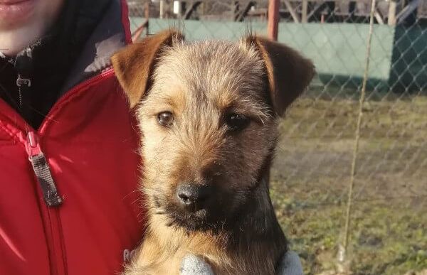 Hundevermittlung Zena-2 - Animal Happyend
