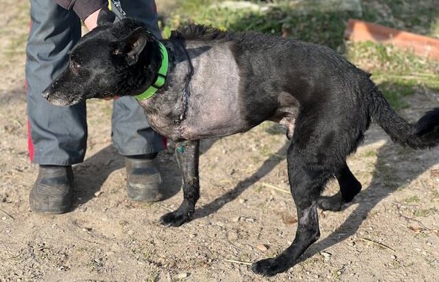 Hundevermittlung Amik - Animal Happyend