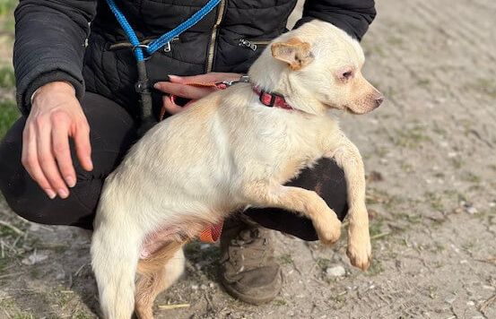 Hundevermittlung Gabriel - Animal Happyend
