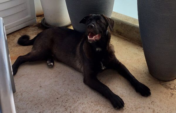 Hundevermittlung Radar-2 neu Mailo - Animal Happyend