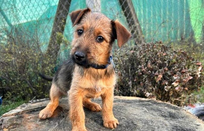 Hundevermittlung Zena-2 - Animal Happyend