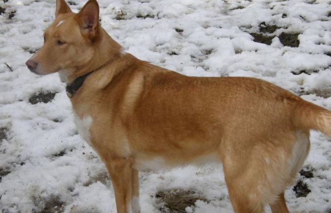 Hundevermittlung Heidi-4 neu Aida - Animal Happyend