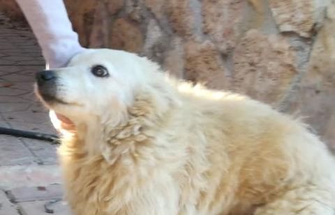 Hundevermittlung Laila-2 - Animal Happyend