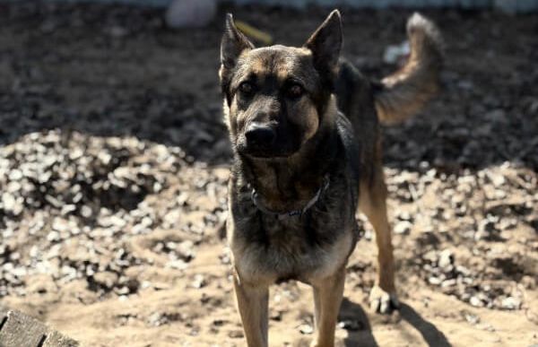 Hundevermittlung Mars-3 - Animal Happyend