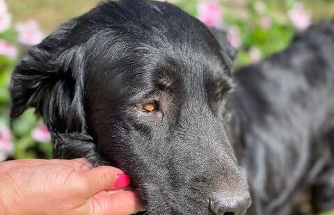 Hundevermittlung Murdock - Animal Happyend