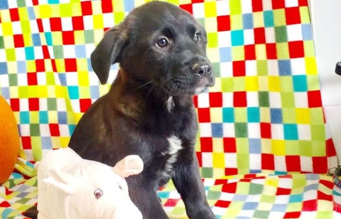Hundevermittlung Radar-2 neu Mailo - Animal Happyend