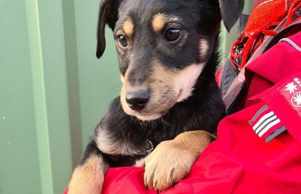 Hundevermittlung Gavin - Animal Happyend