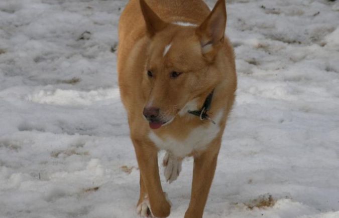 Hundevermittlung Heidi-4 neu Aida - Animal Happyend