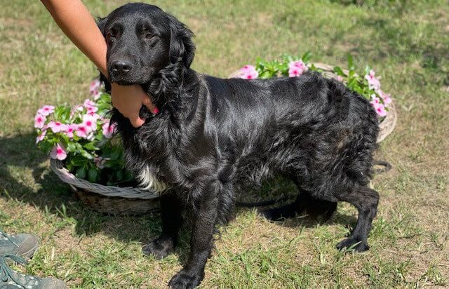 Hundevermittlung Murdock - Animal Happyend