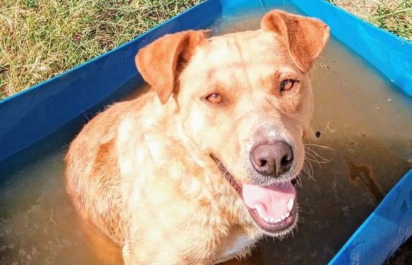 Hundevermittlung Ebby-2 - Animal Happyend