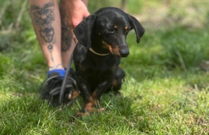 Hundevermittlung Ube - Animal Happyend
