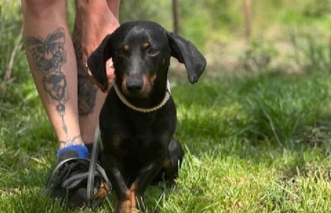 Hundevermittlung Ube - Animal Happyend