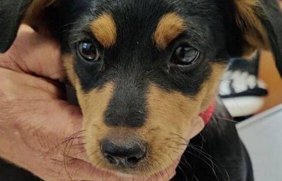 Hundevermittlung Alma-3 - Animal Happyend