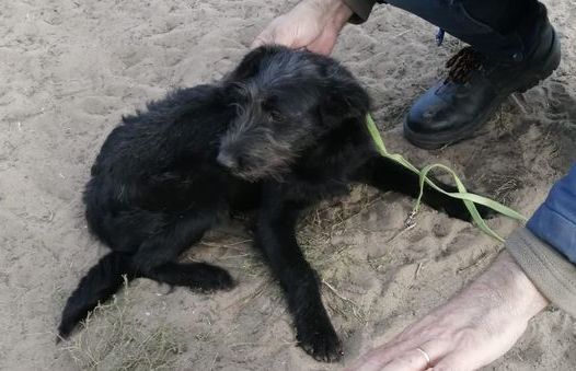 Hundevermittlung Becky-3 - Animal Happyend