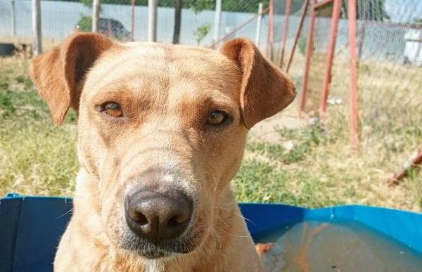 Hundevermittlung Ebby-2 - Animal Happyend