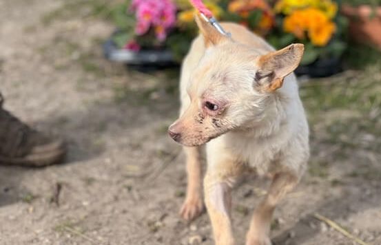 Hundevermittlung Gabriel - Animal Happyend
