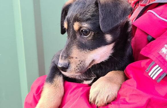 Hundevermittlung Gavin - Animal Happyend