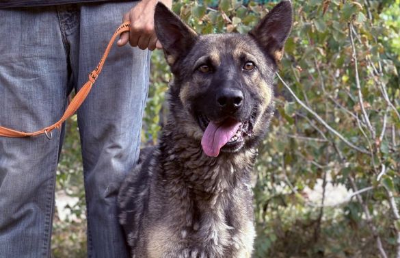Hundevermittlung Mars-3 - Animal Happyend