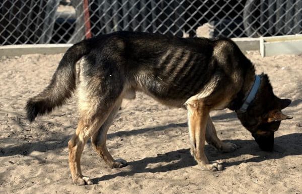 Hundevermittlung Mars-3 - Animal Happyend