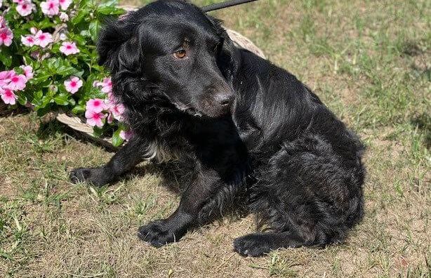 Hundevermittlung Murdock - Animal Happyend