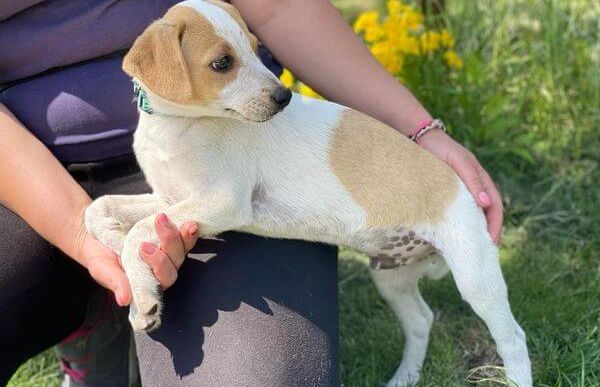 Hundevermittlung Aristor - Animal Happyend