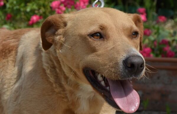 Hundevermittlung Ebby-2 - Animal Happyend