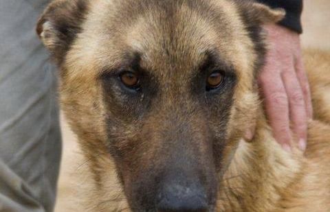 Hundevermittlung Gaspar - Animal Happyend